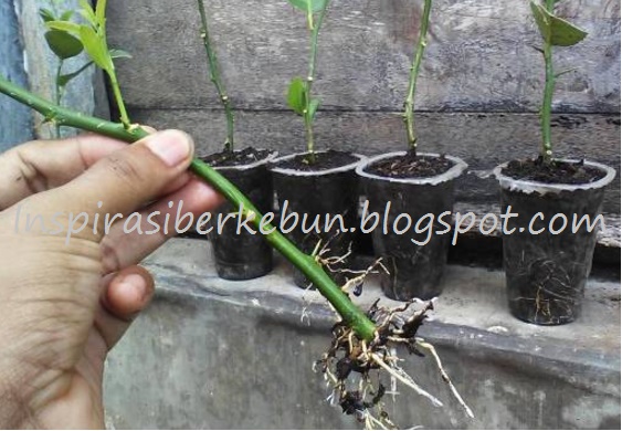 Cara Mudah Stek Pohon Jeruk Nipis - Inspirasi Berkebun