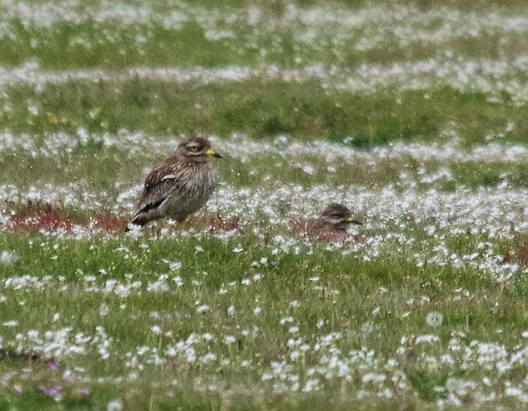 Birds of the Heath: Birds of the Heath (Cavenham Heath, that is!)