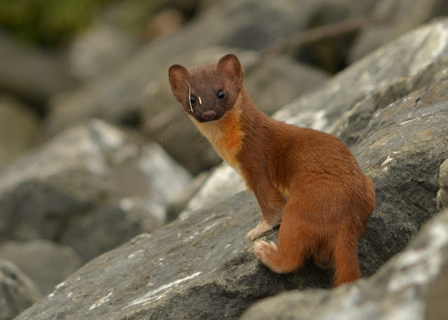 Woods Walks and Wildlife: Long-tailed Weasel