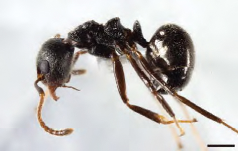 Sciency Thoughts: Ants in the diet of a Cambodian Pitcher Plant.