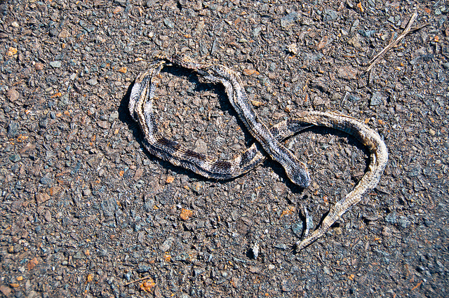 True Islamic Stories: The Dead Snake