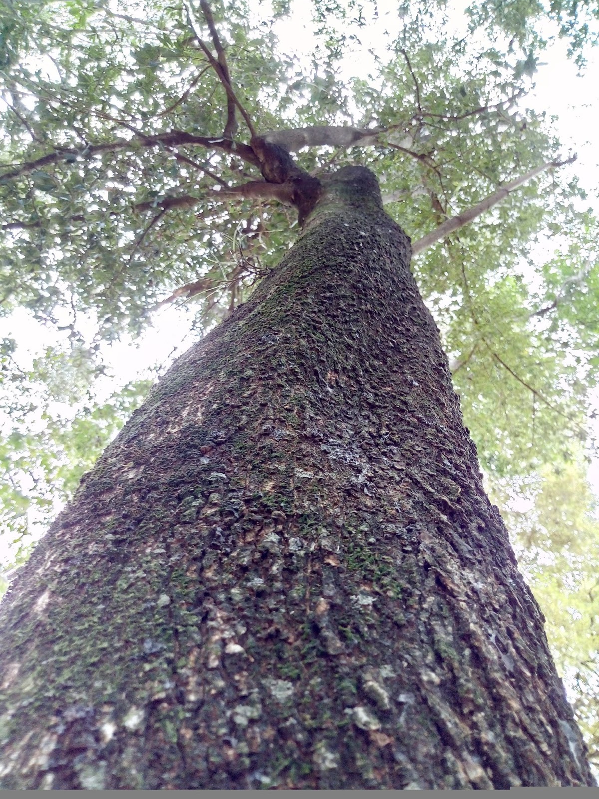 Guayubira (Cordia Americana)