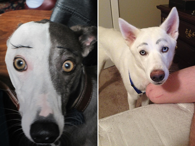 DOGS REALLY DO LOOK BETTER WITH MAKEUP EYEBROWS - NEWSOLOGYS