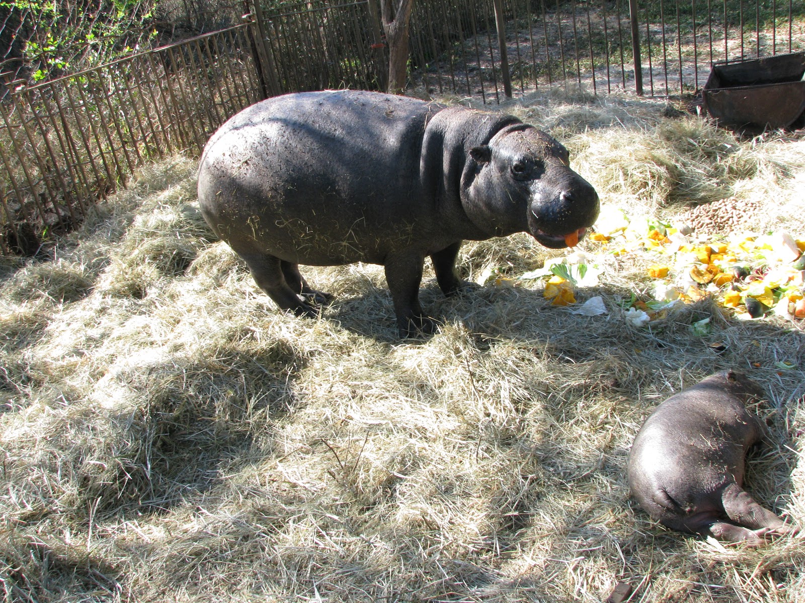Devo: One of the most ferocious and fearless animals in the world
