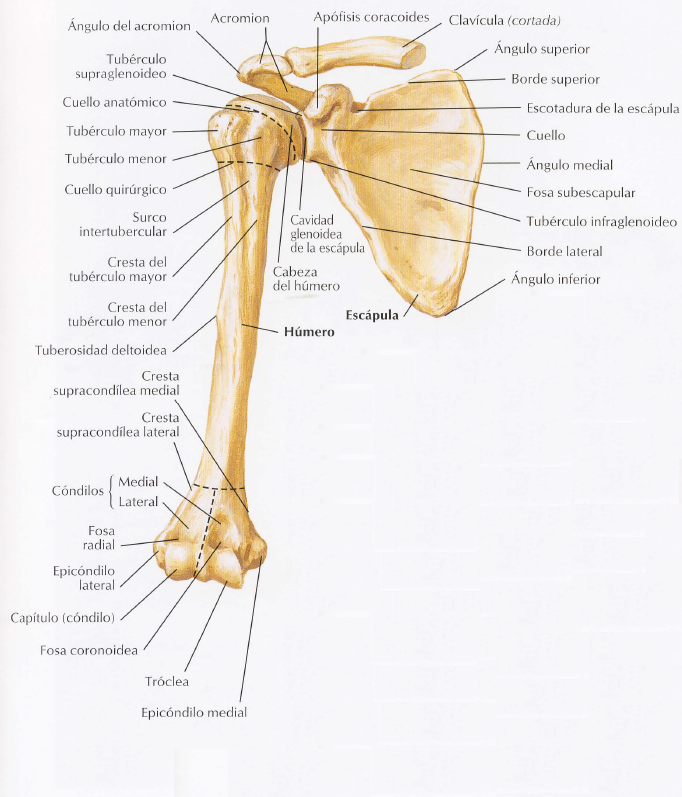 Osteología Miembro Superior - Kinesiología para Estudiantes