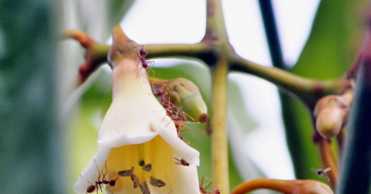 Laman Kambatik Plants list (4th ed.): Sukong ranyai (Iban) - Fagraea ...