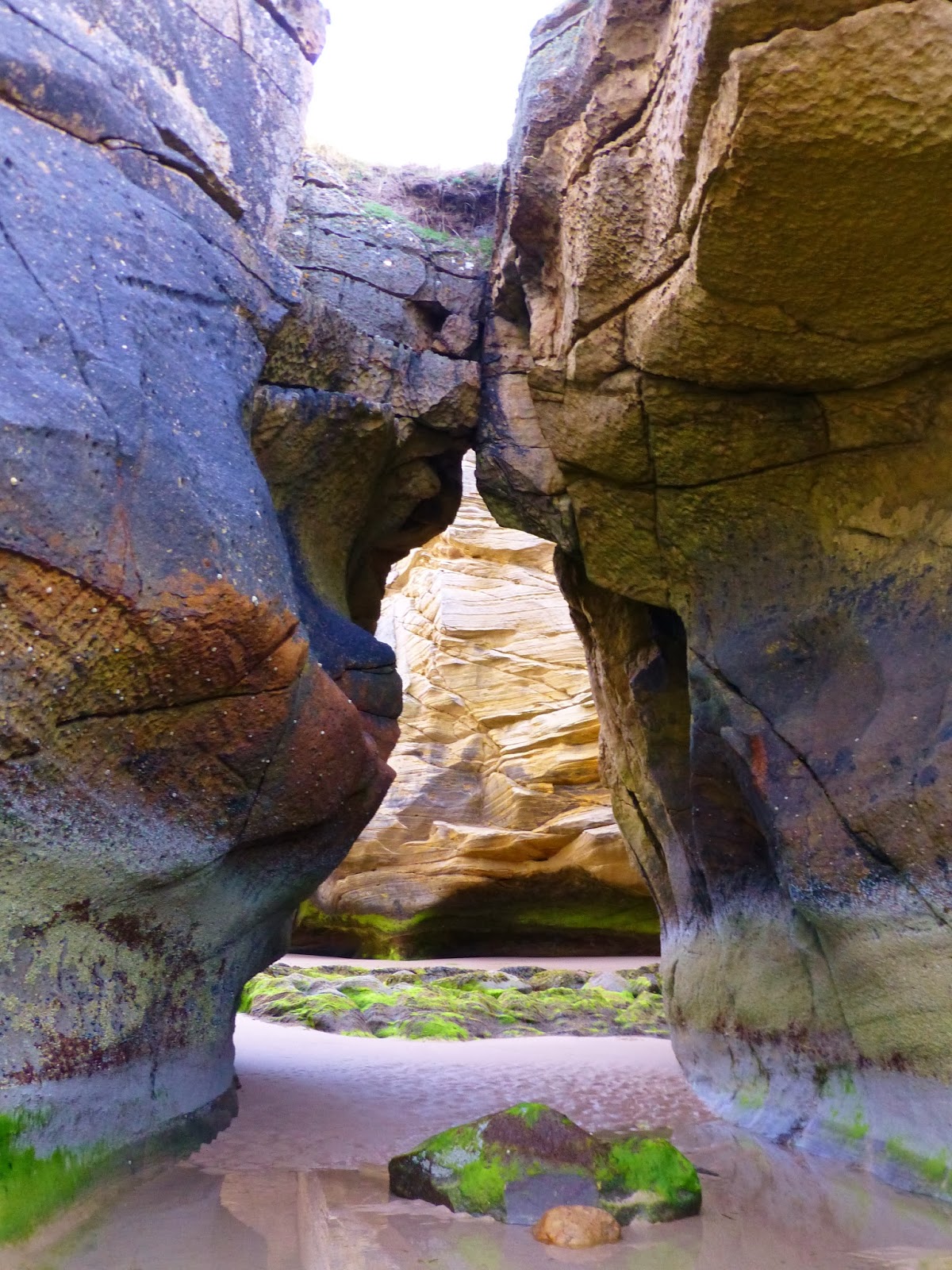 Big Gorse Bush: Summer in Hopeman - 2013