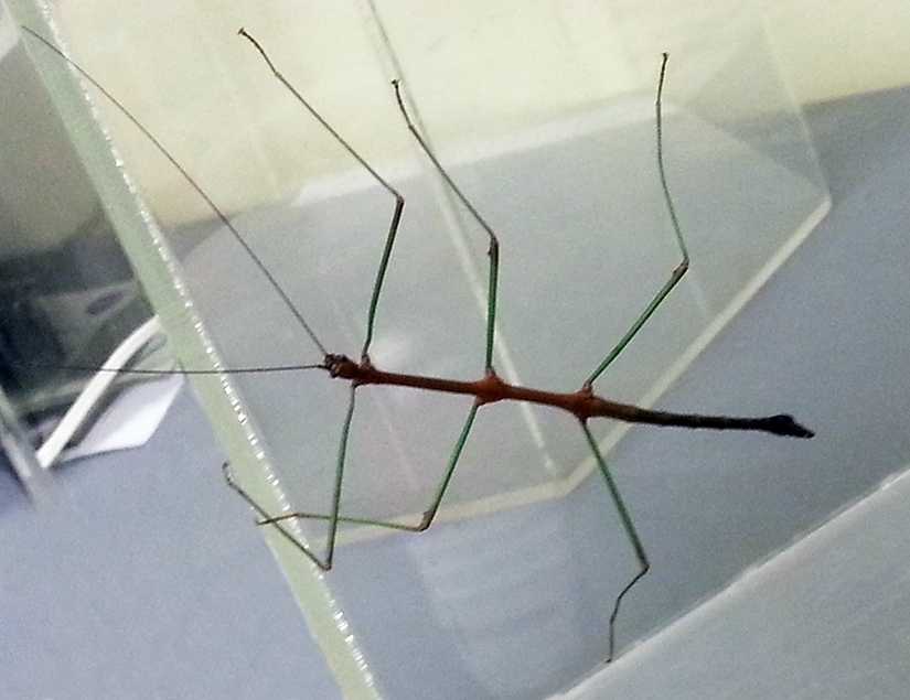 Pacific Science Center Life Sciences: A Stick Bug Mystery