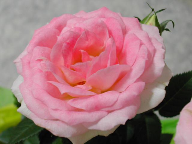 Cute Flowers Images ~ World Information