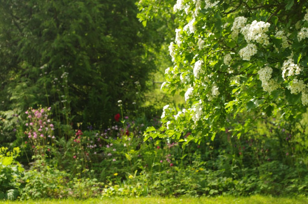 roos on roos: Juulihelbed....