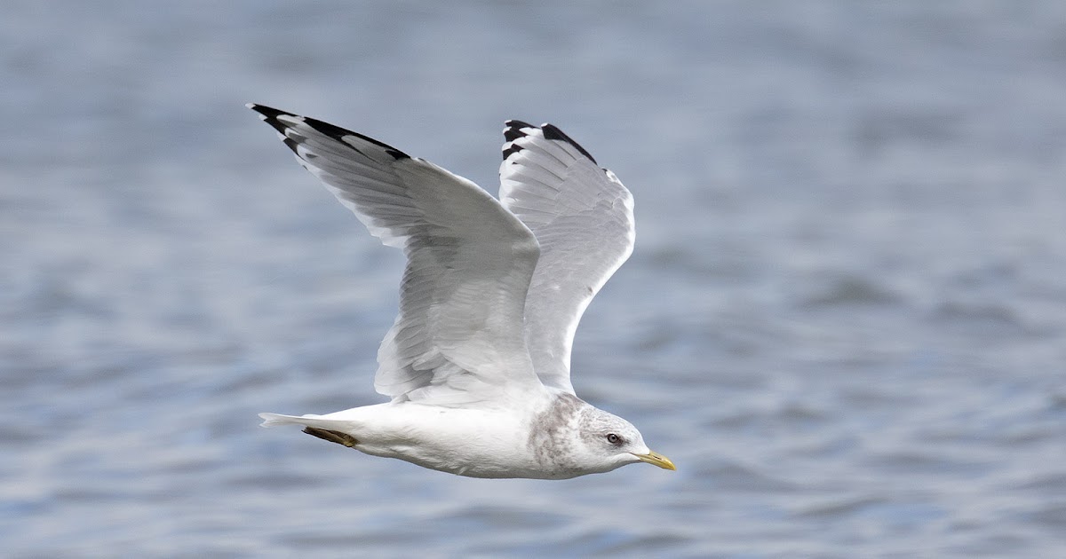pewit: Short-billed / Mew Gulls