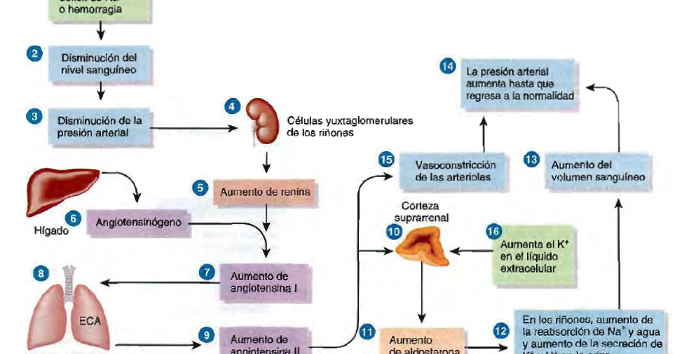 Anatomía y fisiología del sistema endocrino 2BM.: Sistema Renina ...