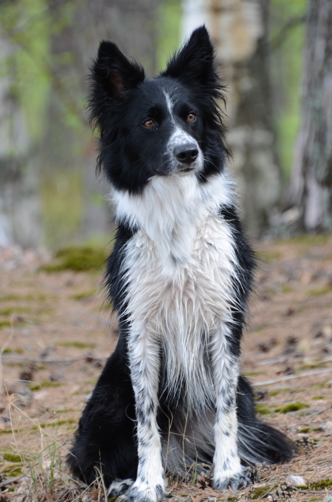 Kaislan ja Havun elämää ja treenejä: Kaisla