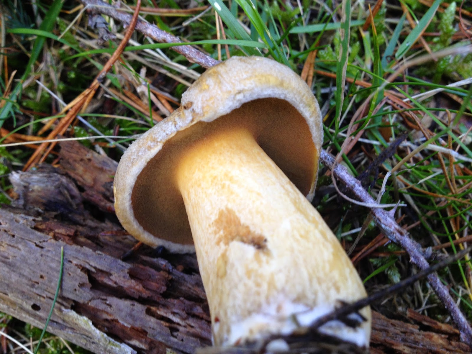 Consultas micológicas: Suillus sp.