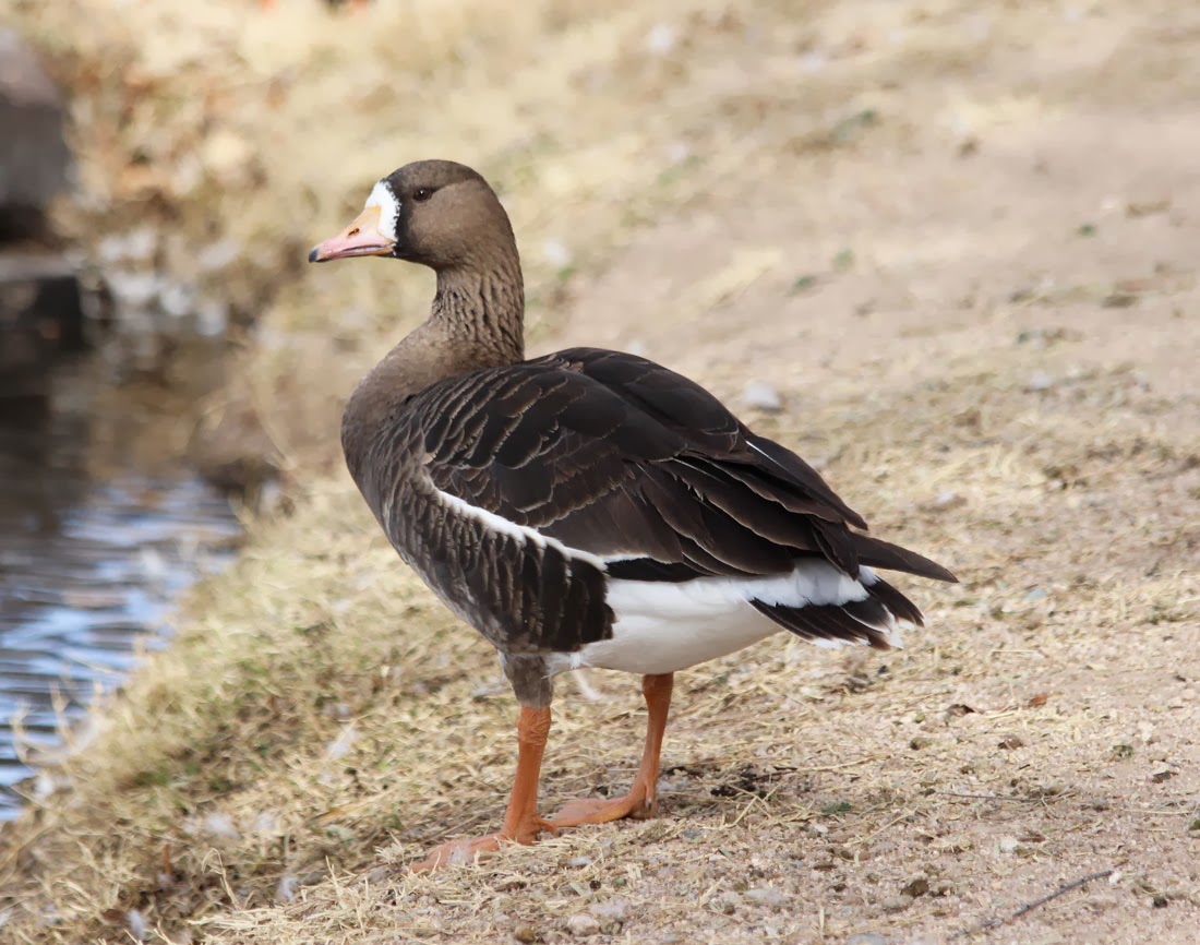 Pioneer Birding: AZ - an interesting White-fronted Goose - 01/19