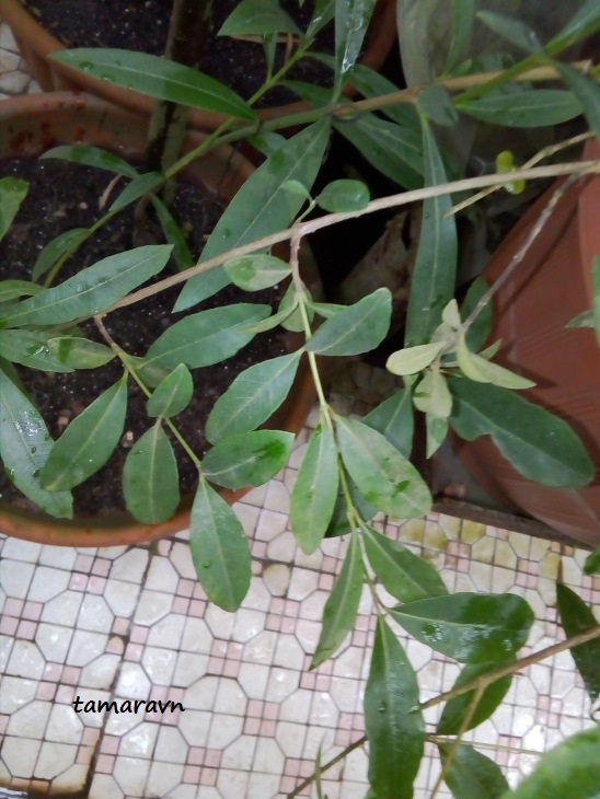 Всё о бегониях и не только...: Бакхузия лимонная / Лимонный мирт ...