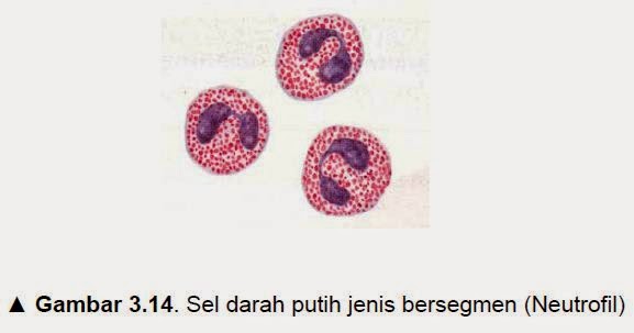 Sel Darah Putih ( Leucocyte ) | Ilmu Kesehatan
