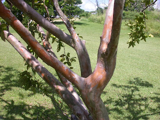 Barbados Flora & Fauna: Guava Trees (Psidium guajava)