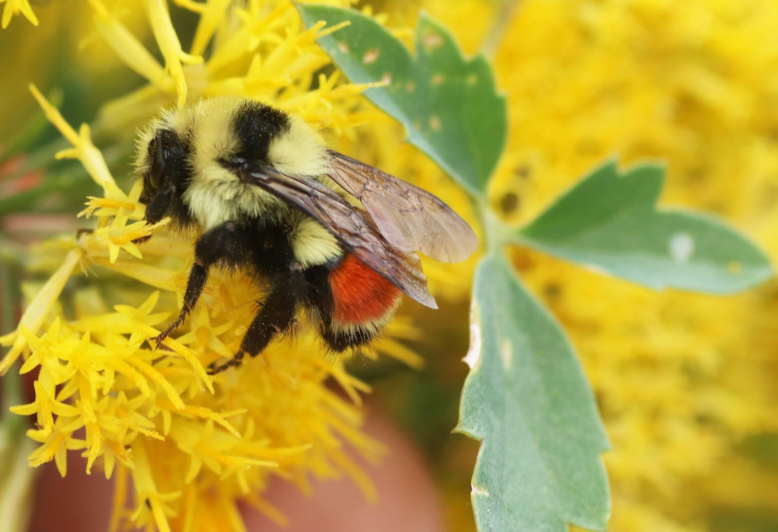 MObugs: Colorado Insects----Hunt's Bumblebee