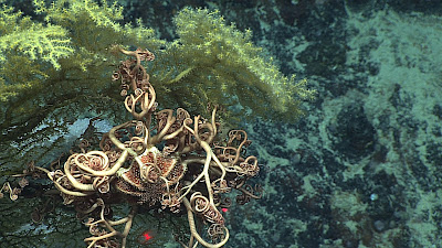 Real Monstrosities: Not Baskets With Stars On