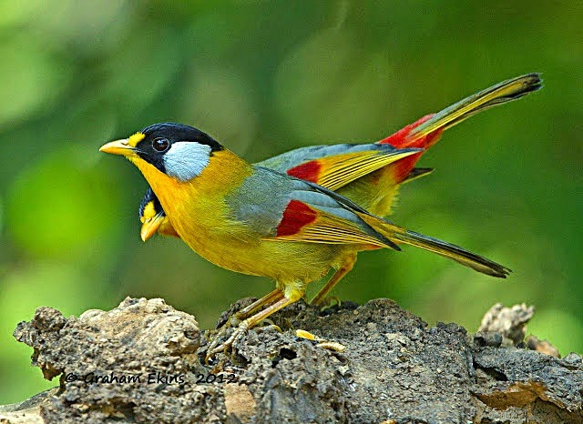 Mengenal Burung Pancawarna - Ocehan Kenari