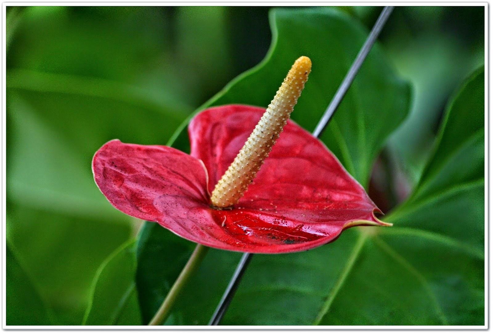 Biljke ubojice - Omiljene kućne biljke koje oduzimaju život