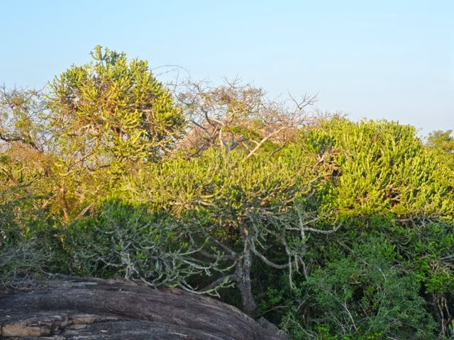 Uncommon Paths: Thonigala Rock Inscriptions