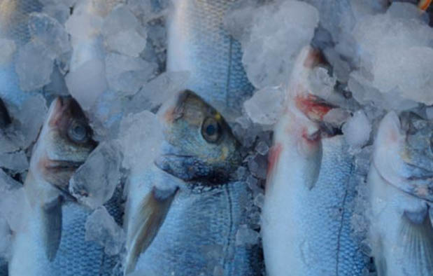 Mengenali Proses Pembekuan Ikan | TPHPi SMKN 1 Ketapang