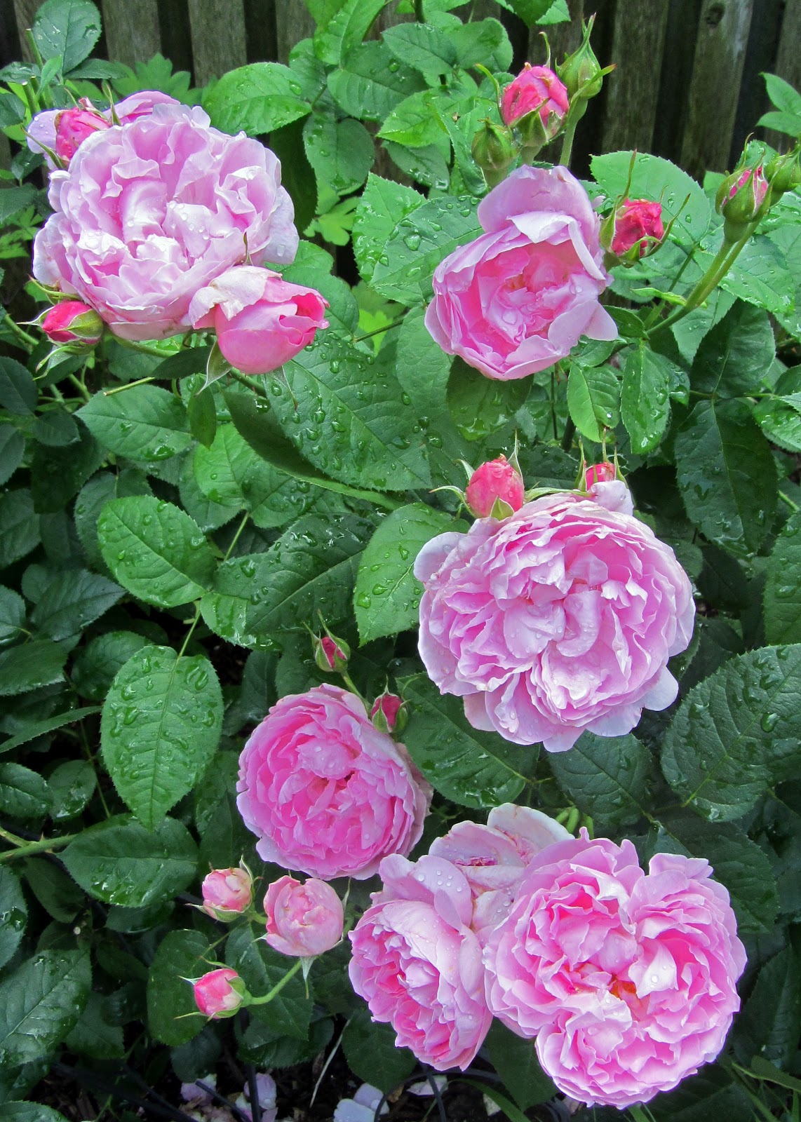 Gatsbys Gardens: A Rose Is A Rose