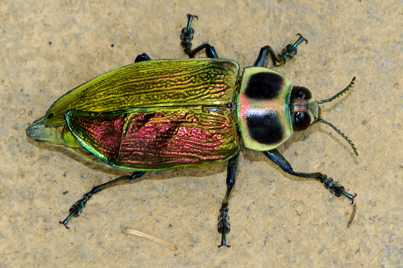 Big Iridescent Beetle