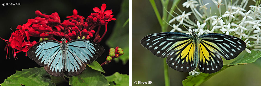 Butterflies of Singapore: Sexual Dimorphism - Part 2