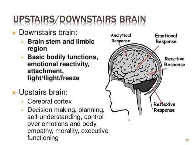 amudu: The downstairs brain and the upstairs brain