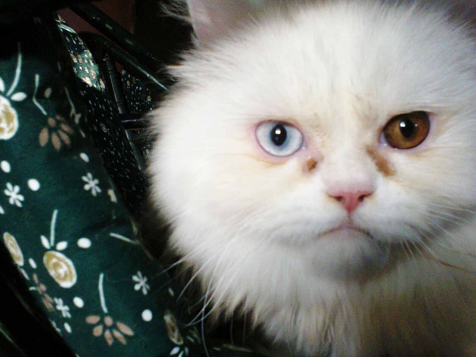 Buy Arabic Persian Cat : 2016