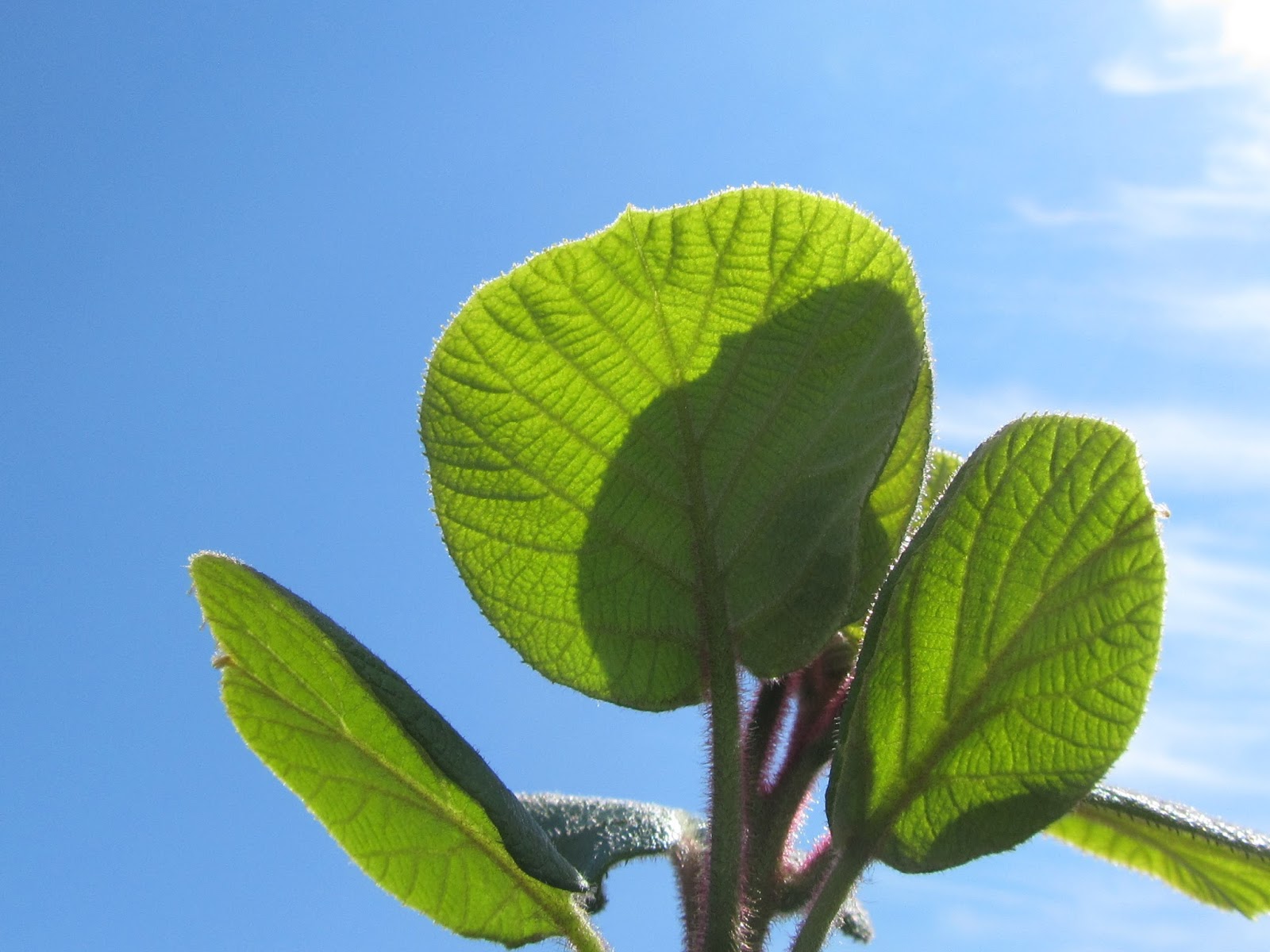 Qual è il Ruolo della Fotosintesi Clorofilliana ? Autotrofi ed ...