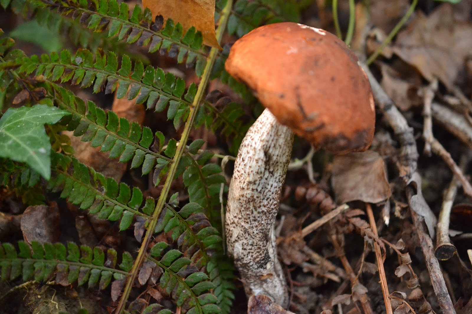 Estudio de la micologia: Krombholziella Quercina.