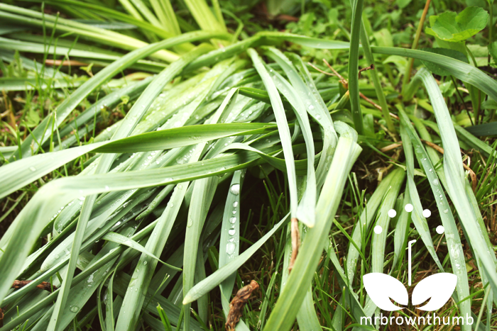 Caring for Daffodils After Blooming : MrBrownThumb