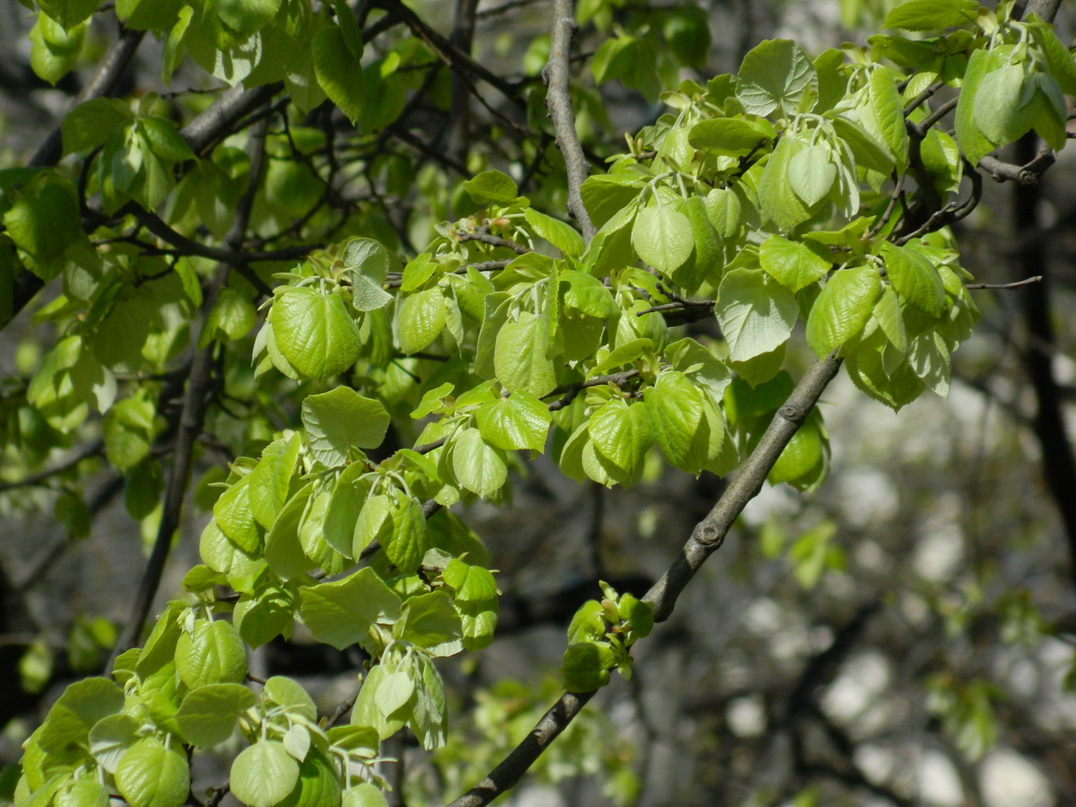 LA MULTI ANI, ROMANIA!: Frunze tinere de tei