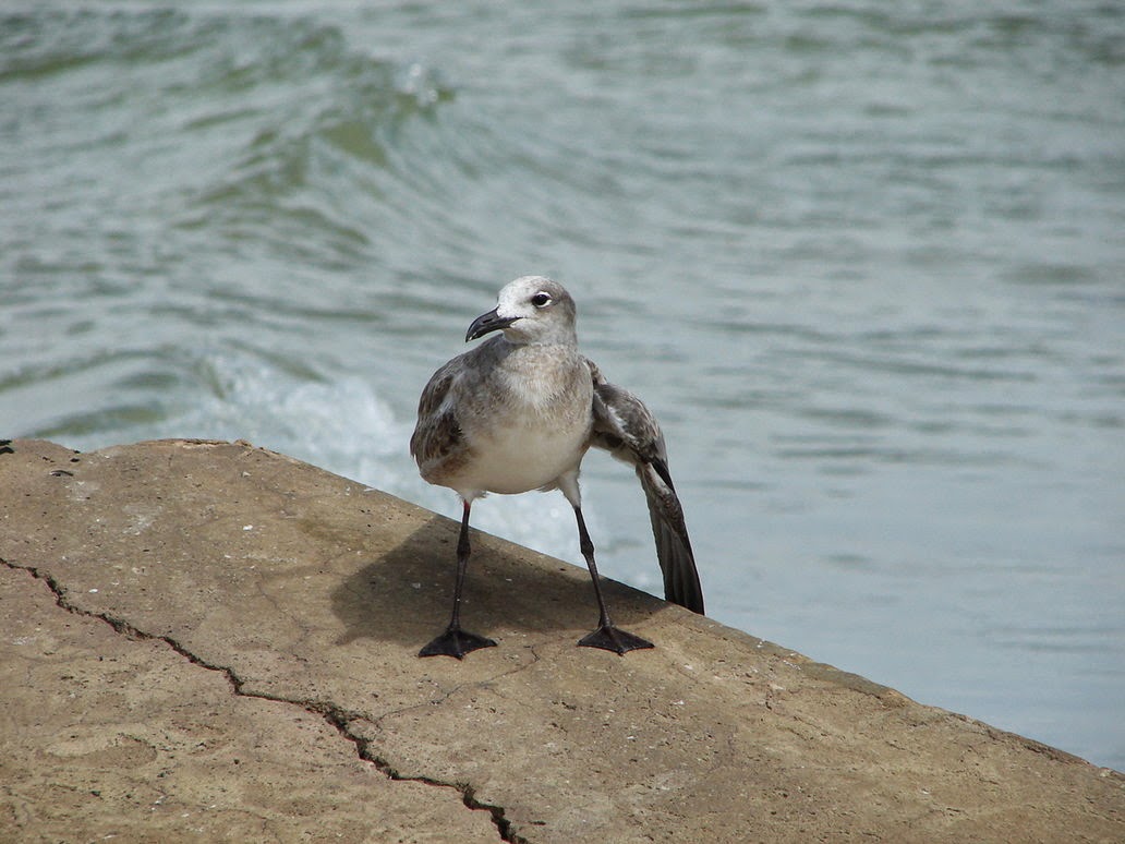 Mis amigas las palomas: Tratamiento ALA ROTA