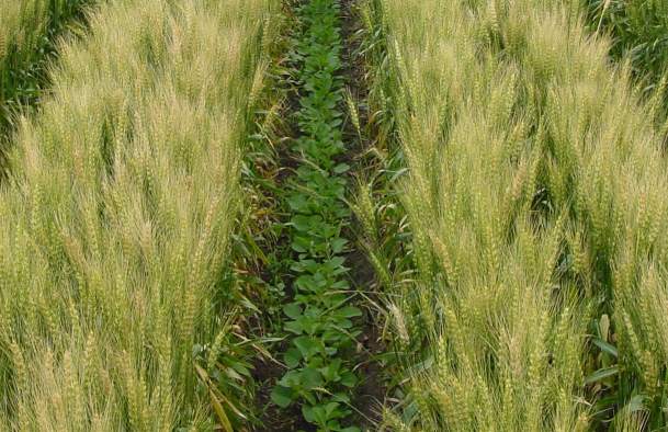 Intercropping / Polyculture: http://2.bp.blogspot.com/-8hxfHzN3Znc ...