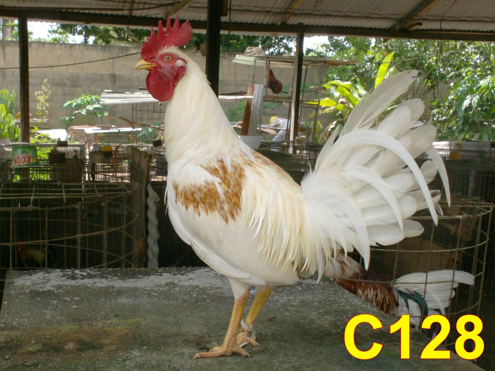 Gallos Atamaica