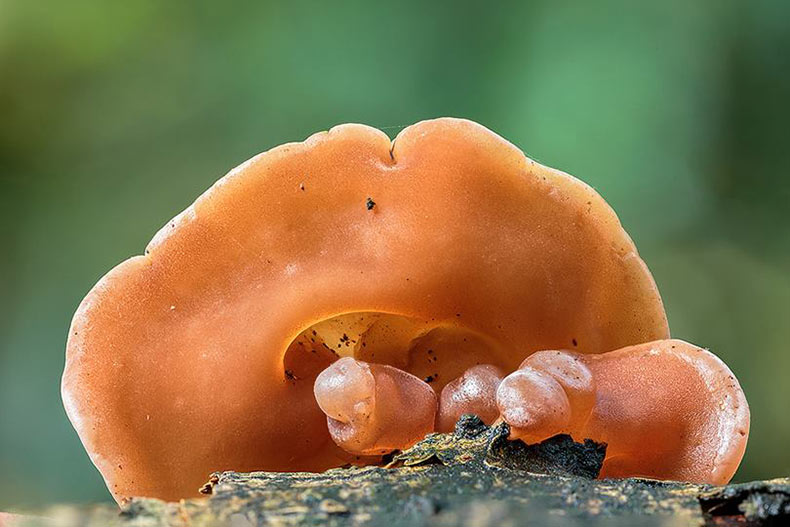 La Oreja de Judas, los Hongos Auriculariales - RUTA 33