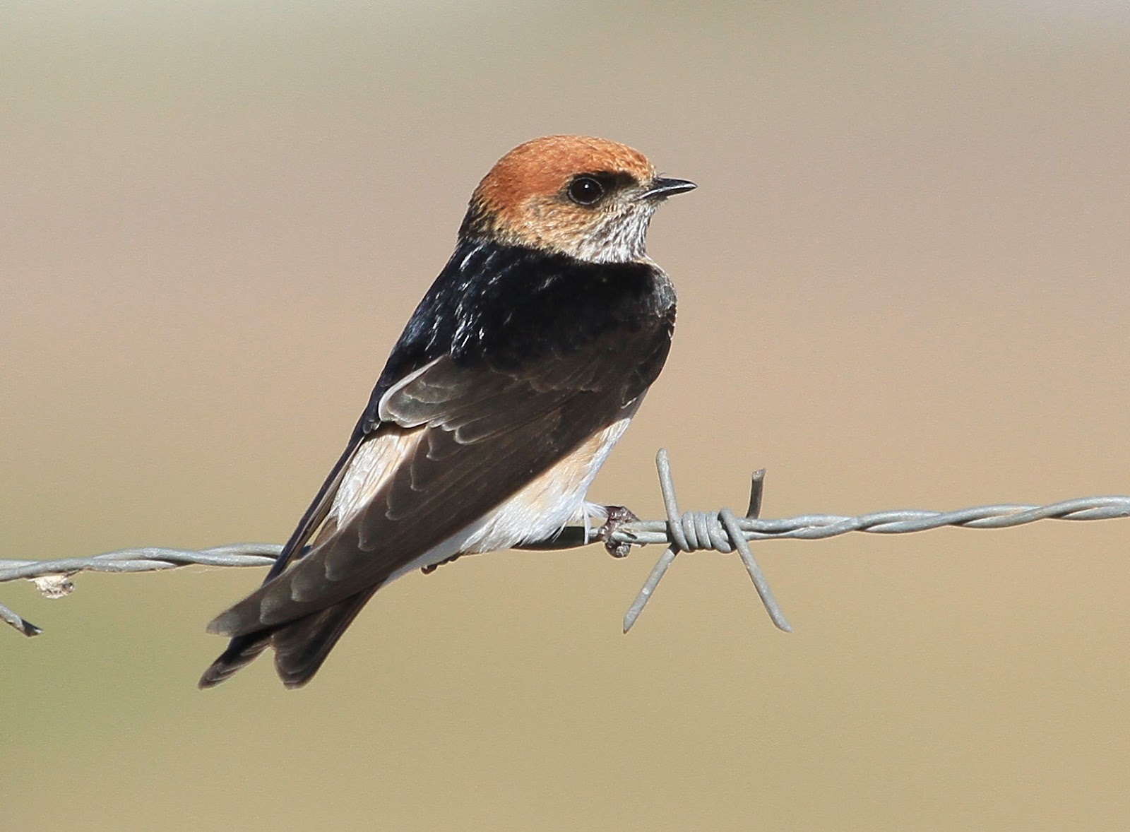 Richard Waring's Birds of Australia: Enjoying the birdlife at the local ...