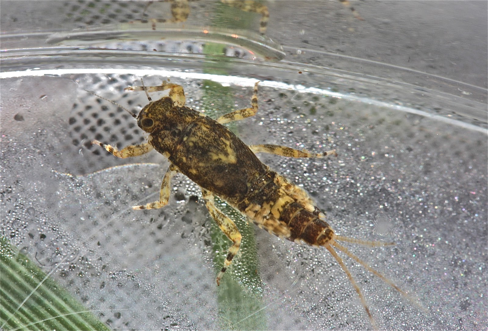 Aquatic Insects of Central Virginia: March 2012