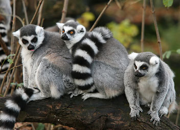 Lemurs | The Life of Animals