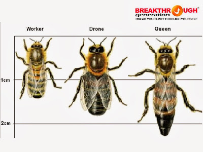 MIRACLE OF BEE HIVE: MEMANGNYA LEBAH MADU ADA BERAPA MACAM SICH??