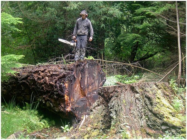 Koprolitos: El ammonites tallado en madera de Thomas Cragg