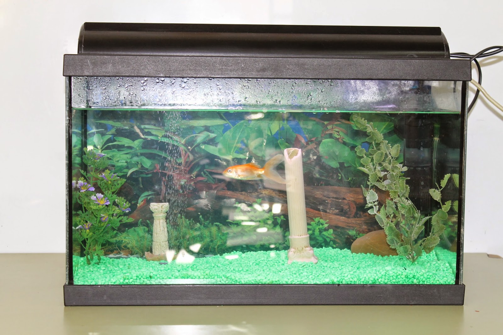 marobo: ¡¡Ya tenemos pecera!!