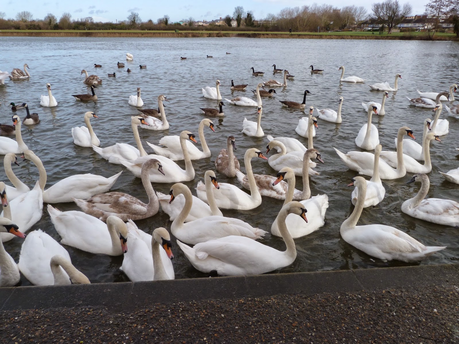 Lamsdell Bird Ringing and Wildlife Blog: River Thames, Windsor - 2 ...