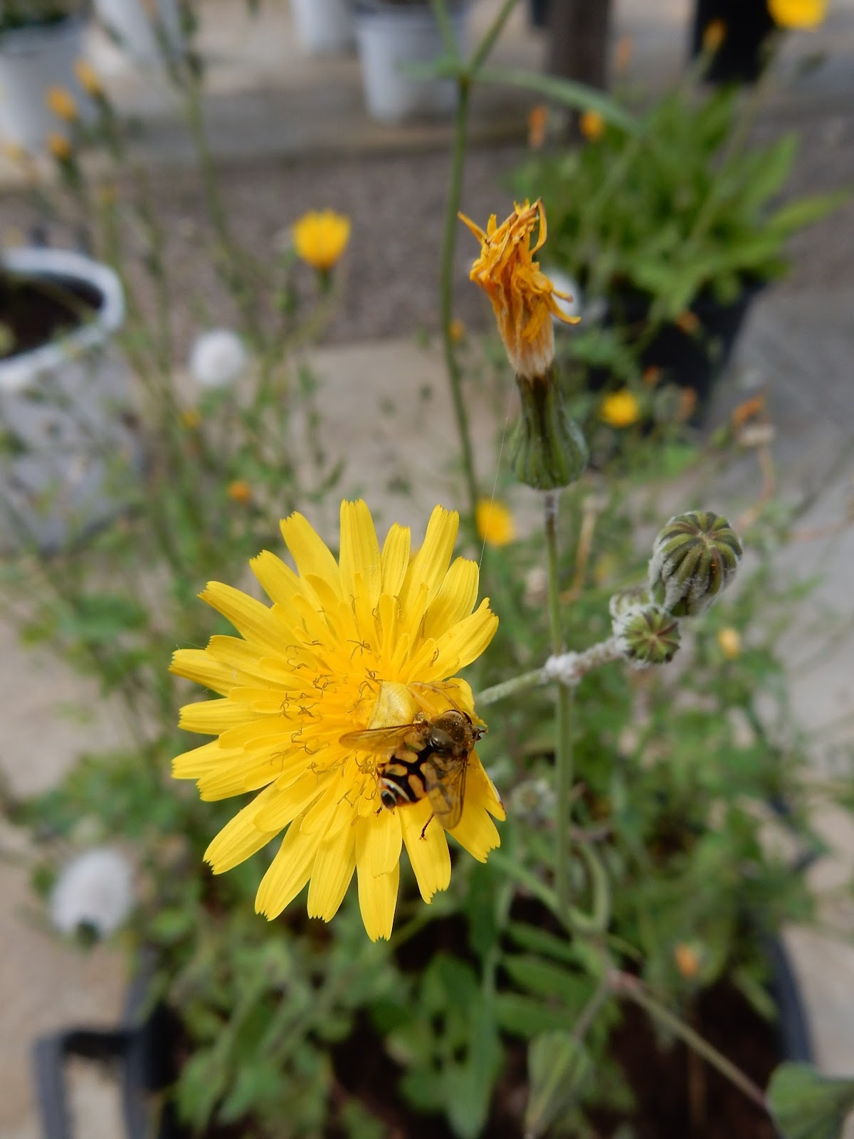 Jardín botánico de especies arvenses del CITA: MORADORES DEL JARDÍN ARVENSE