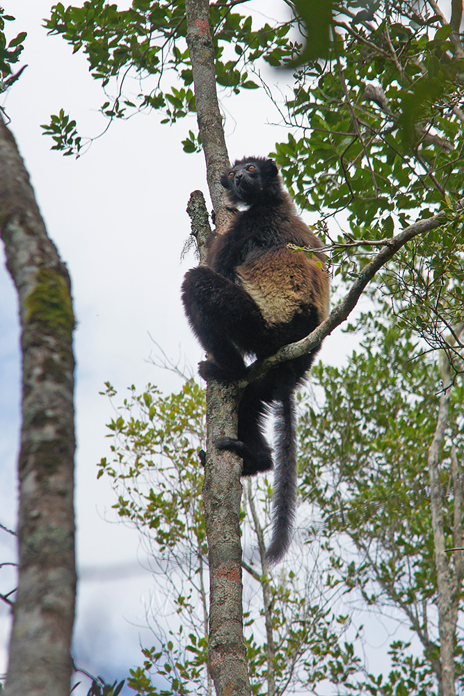 Photo Nature Lilliputienne (macrophotographies): Propithecus edwardsi ...